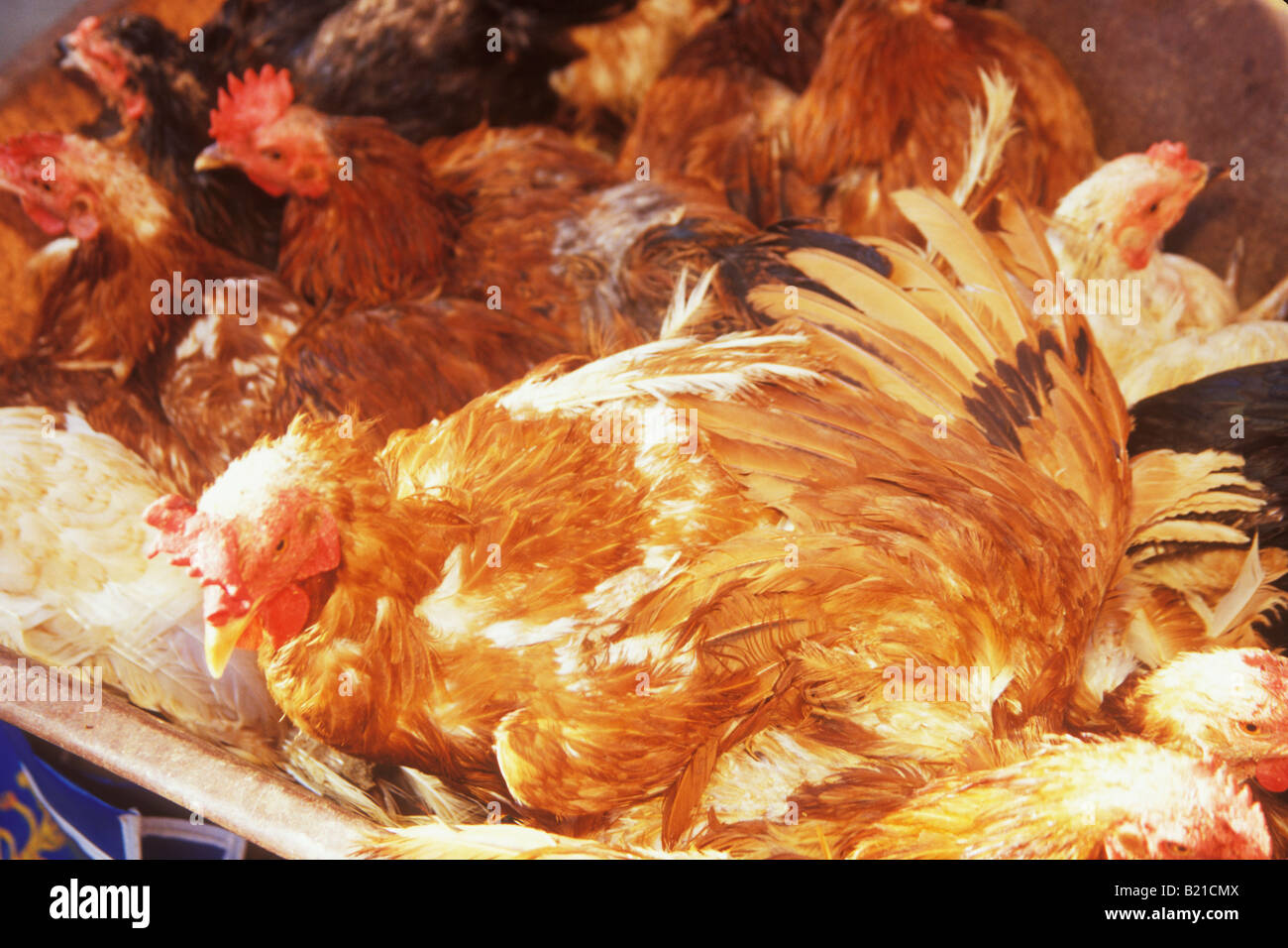 chickens for sale in the mercado Zaachila Oaxaca Mexico Stock Photo - Alamy