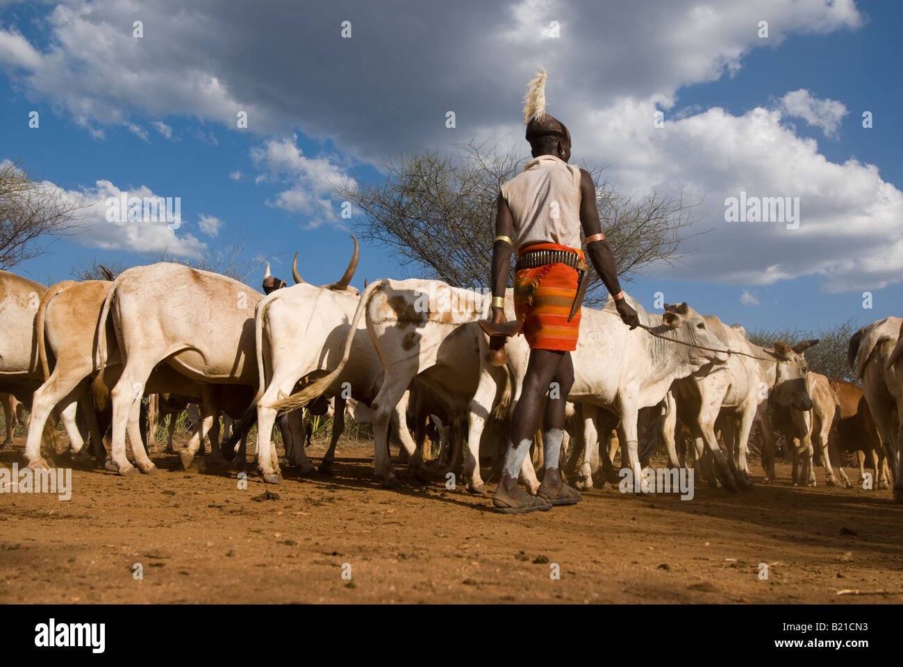 Bull jumping ceremony, Dimeka, Omo Valley, Ethiopia Stock Photo - Alamy