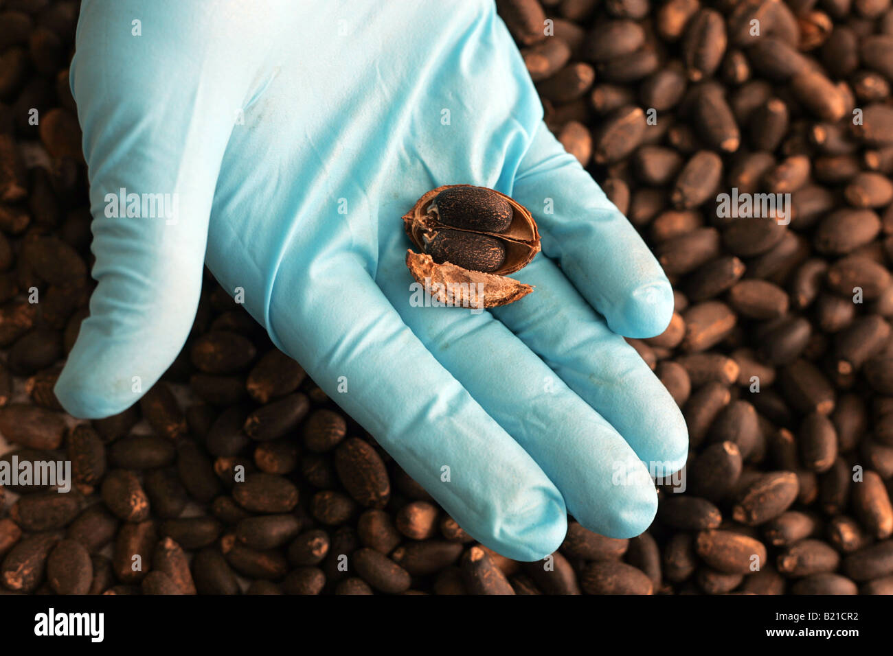 Production of biodiesel hi-res stock photography and images - Alamy
