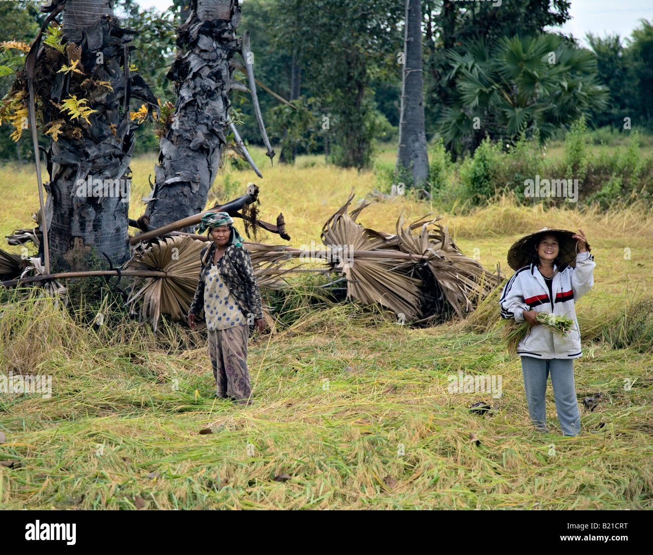 Lao women harvest rice by hand, Si Pan Don, Mekong region, southern ...