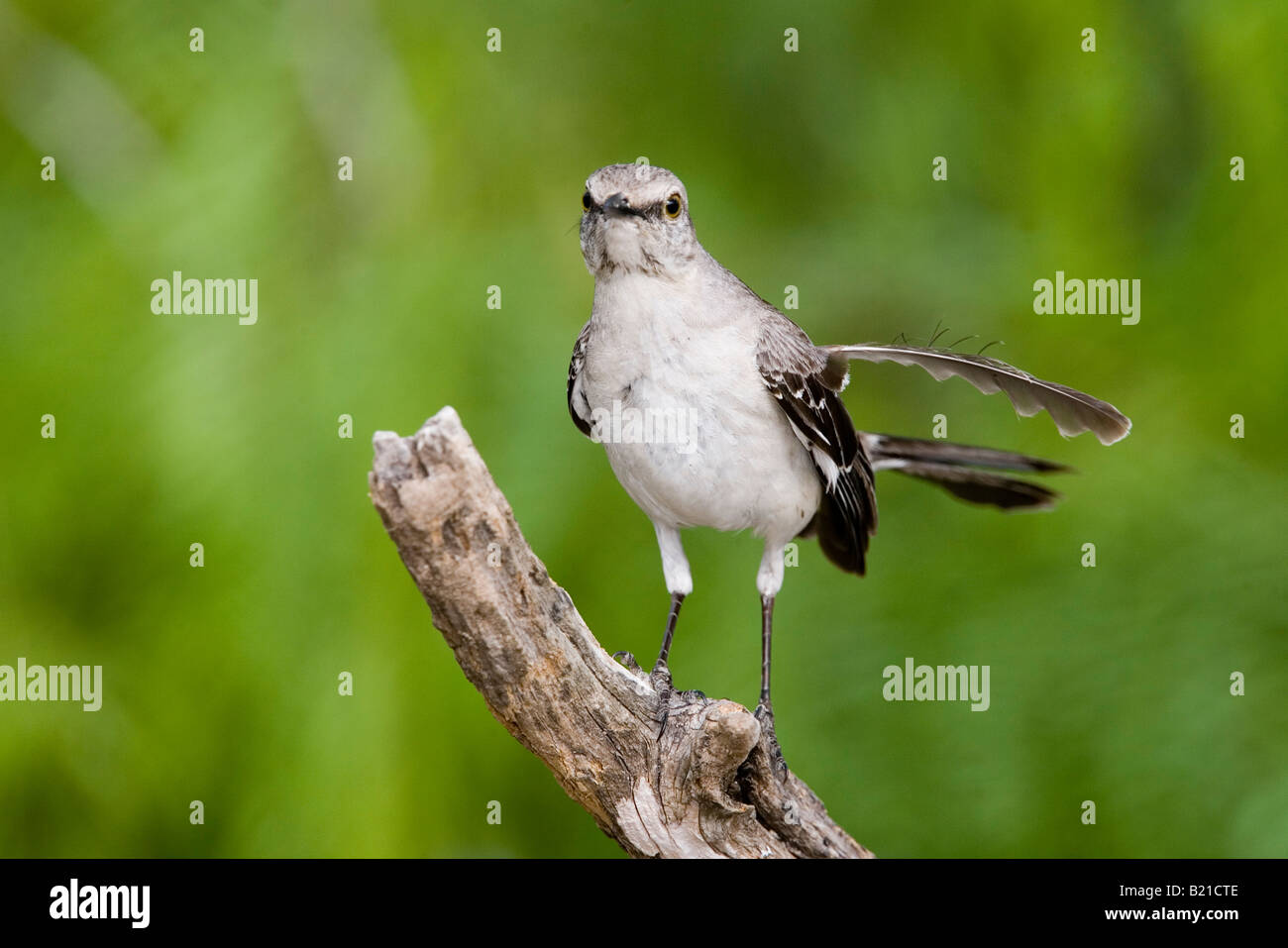 White edges to wing feathers hi-res stock photography and images - Alamy