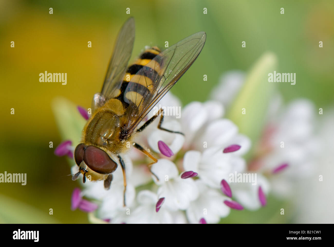 Close-up of a typical adult Hover-fly (Syrphus) feeding off nectar and ...