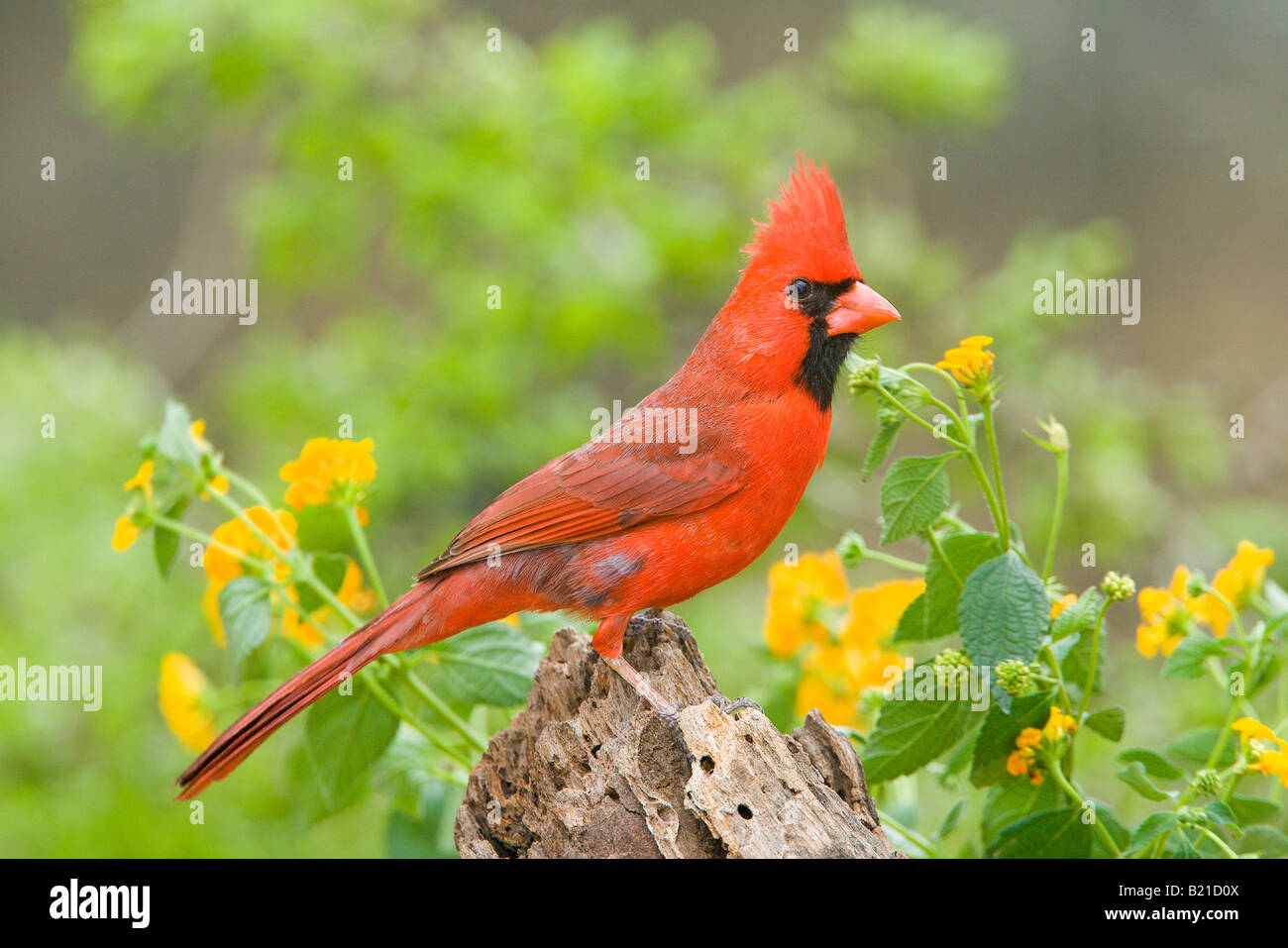 Northern Cardinal Cardinalis cardinalis Stock Photo - Alamy