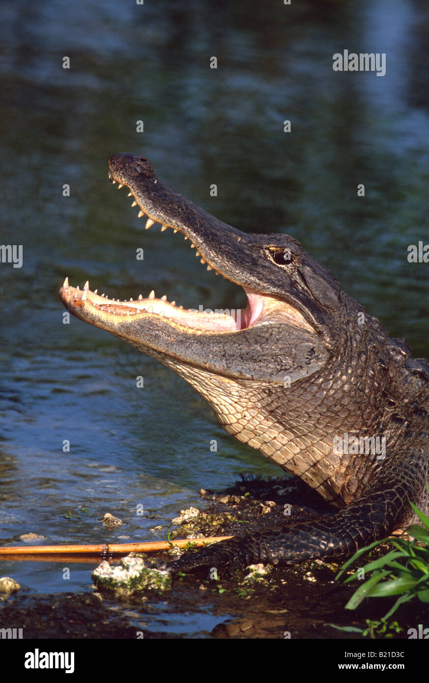 American Alligator (Alligator mississippiensis) lying in evening sun ...
