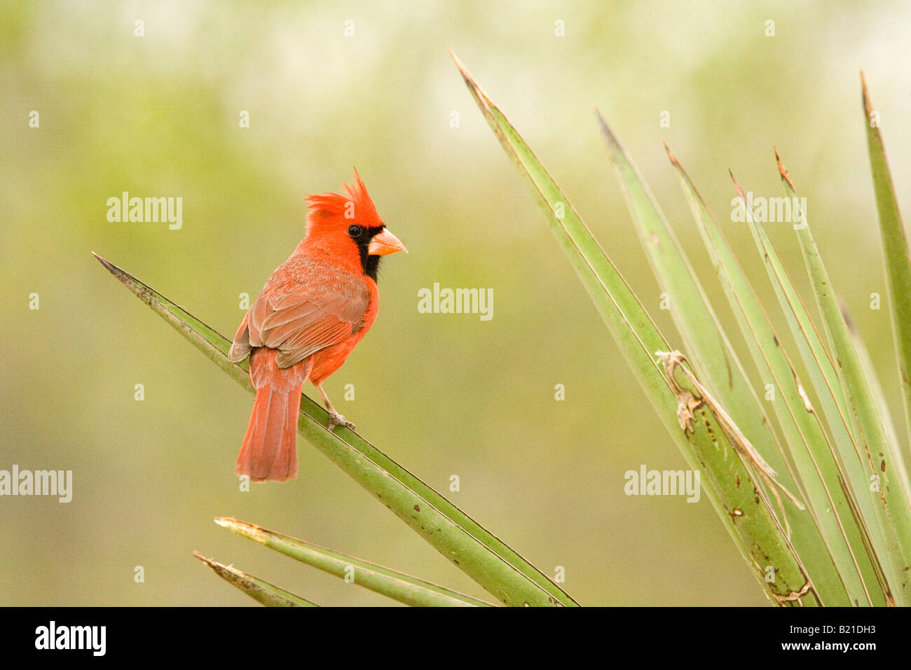 Northern Cardinal Cardinalis cardinalis Stock Photo - Alamy