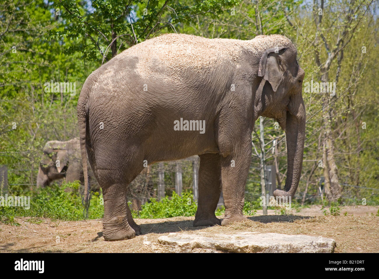 Elephant St Louis Zoo Stock Photo - Alamy