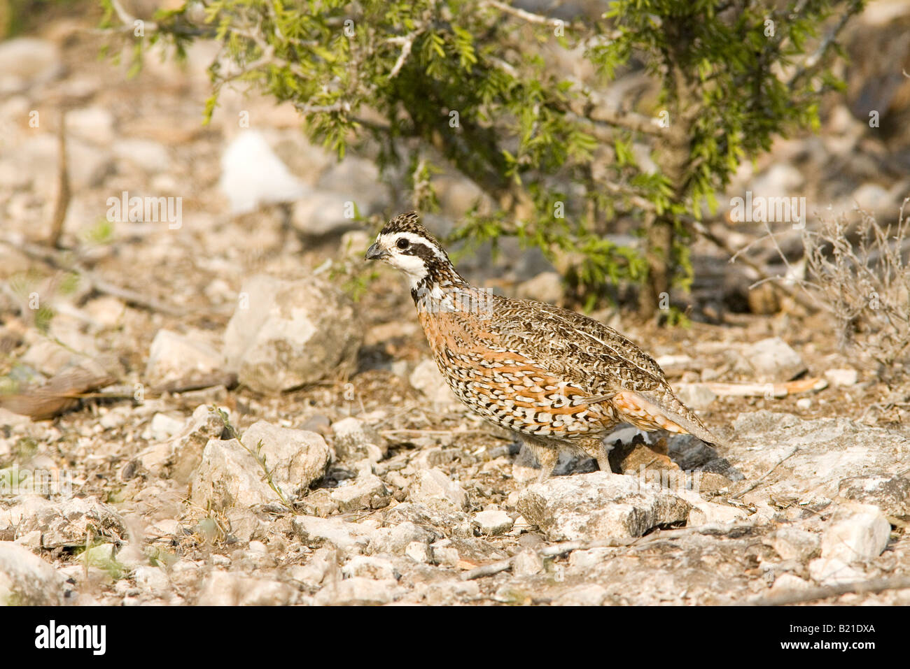 Northern Bobwhite Colinus virginianus Stock Photo - Alamy