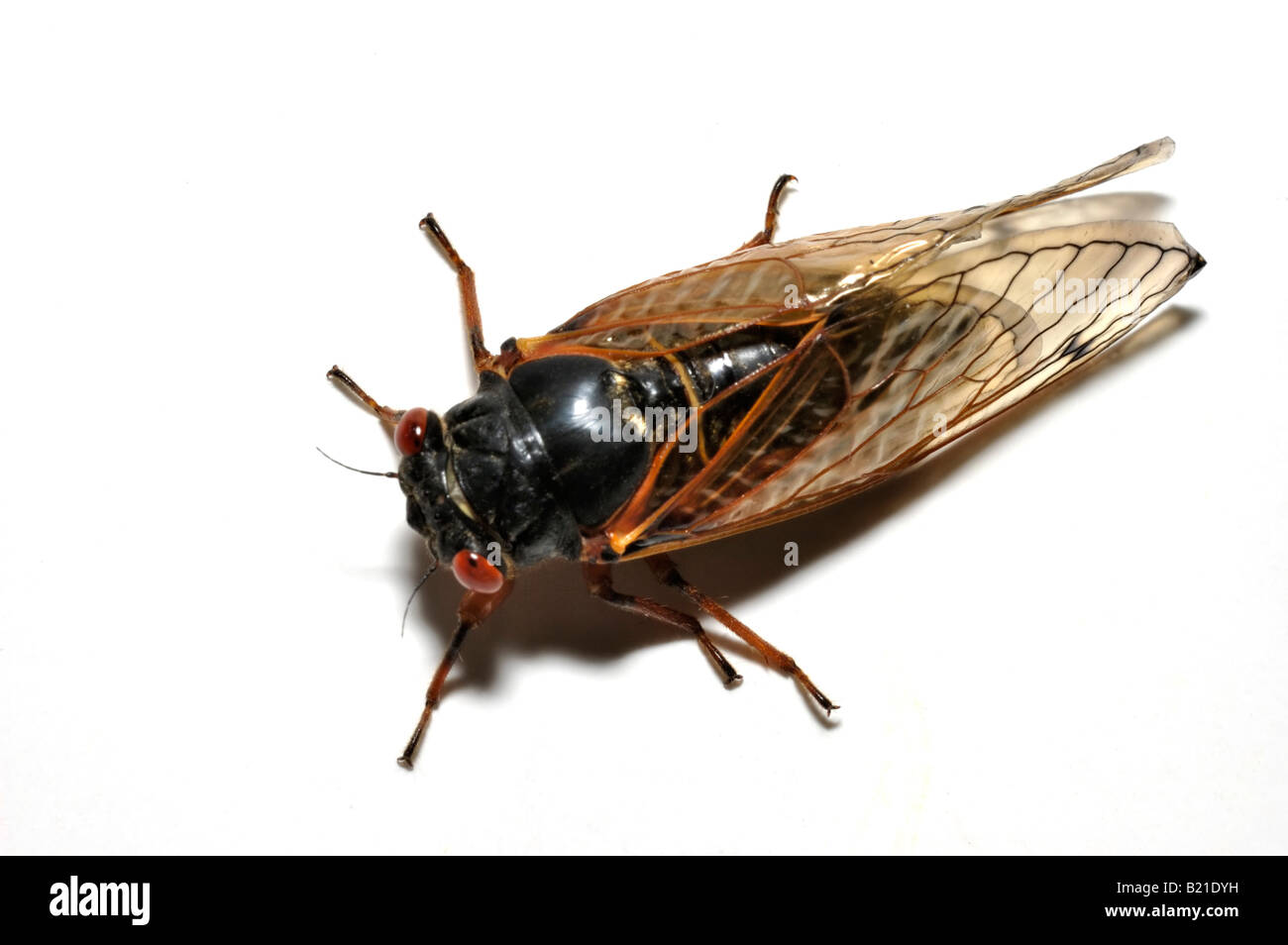 Cicada insect cicadas insects Cut Out Stock Images & Pictures - Alamy
