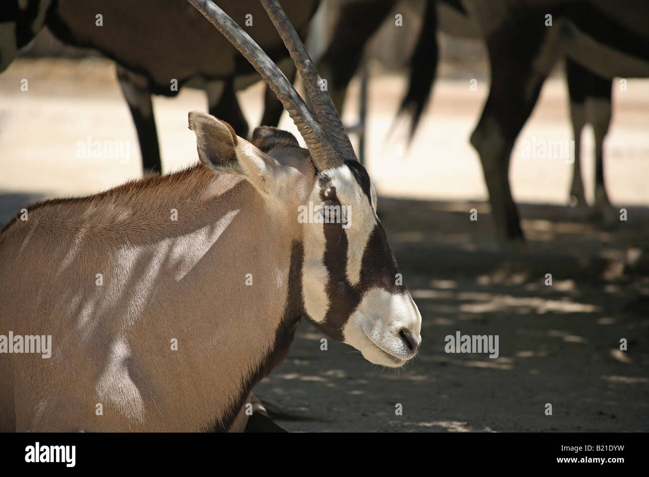 Mammals of southern africa hi-res stock photography and images - Alamy