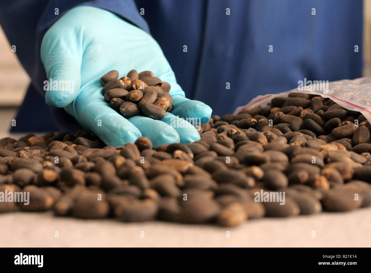 Biodiesel production hi-res stock photography and images - Alamy