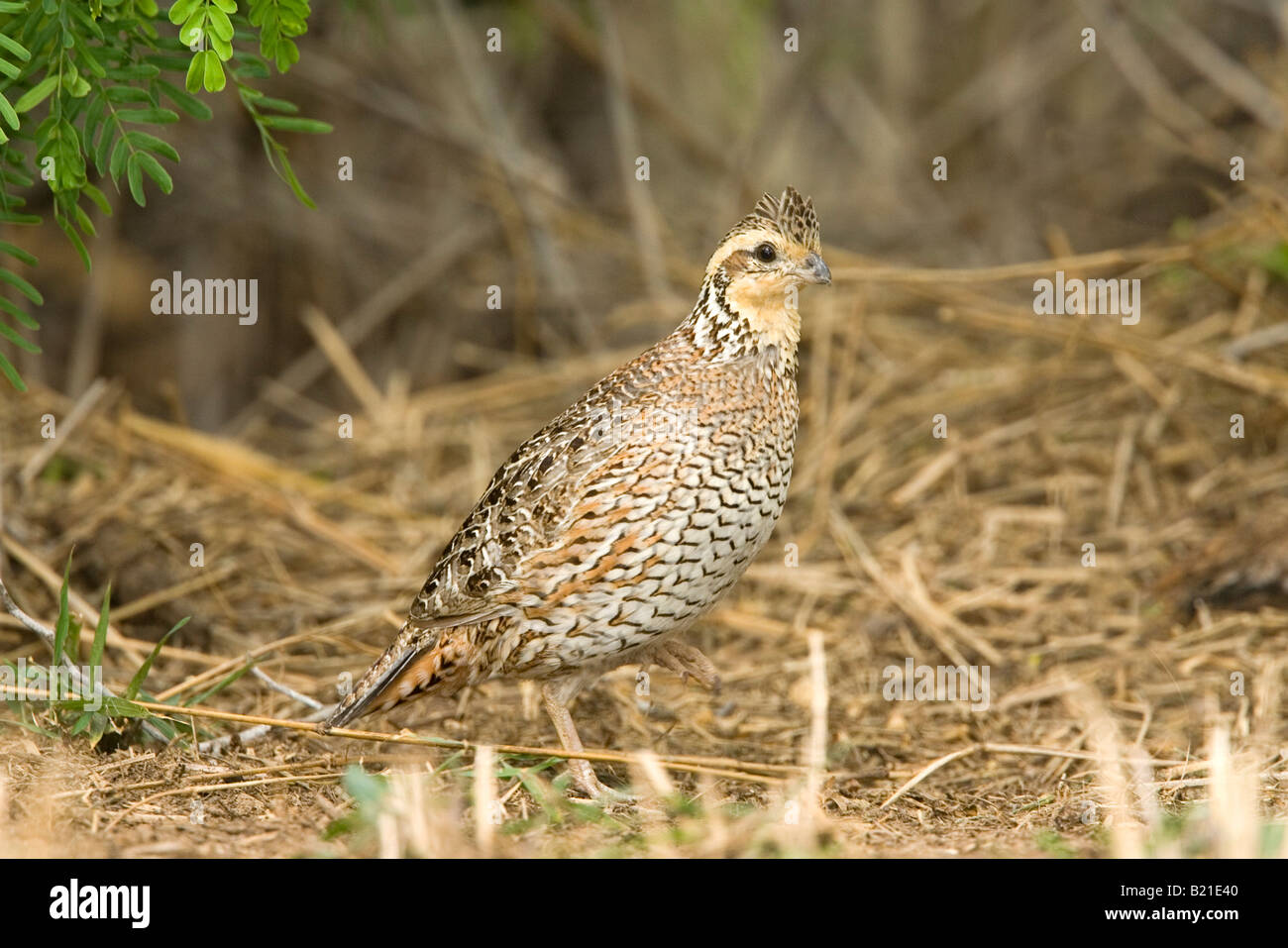 Northern Bobwhite Colinus virginianus Stock Photo - Alamy