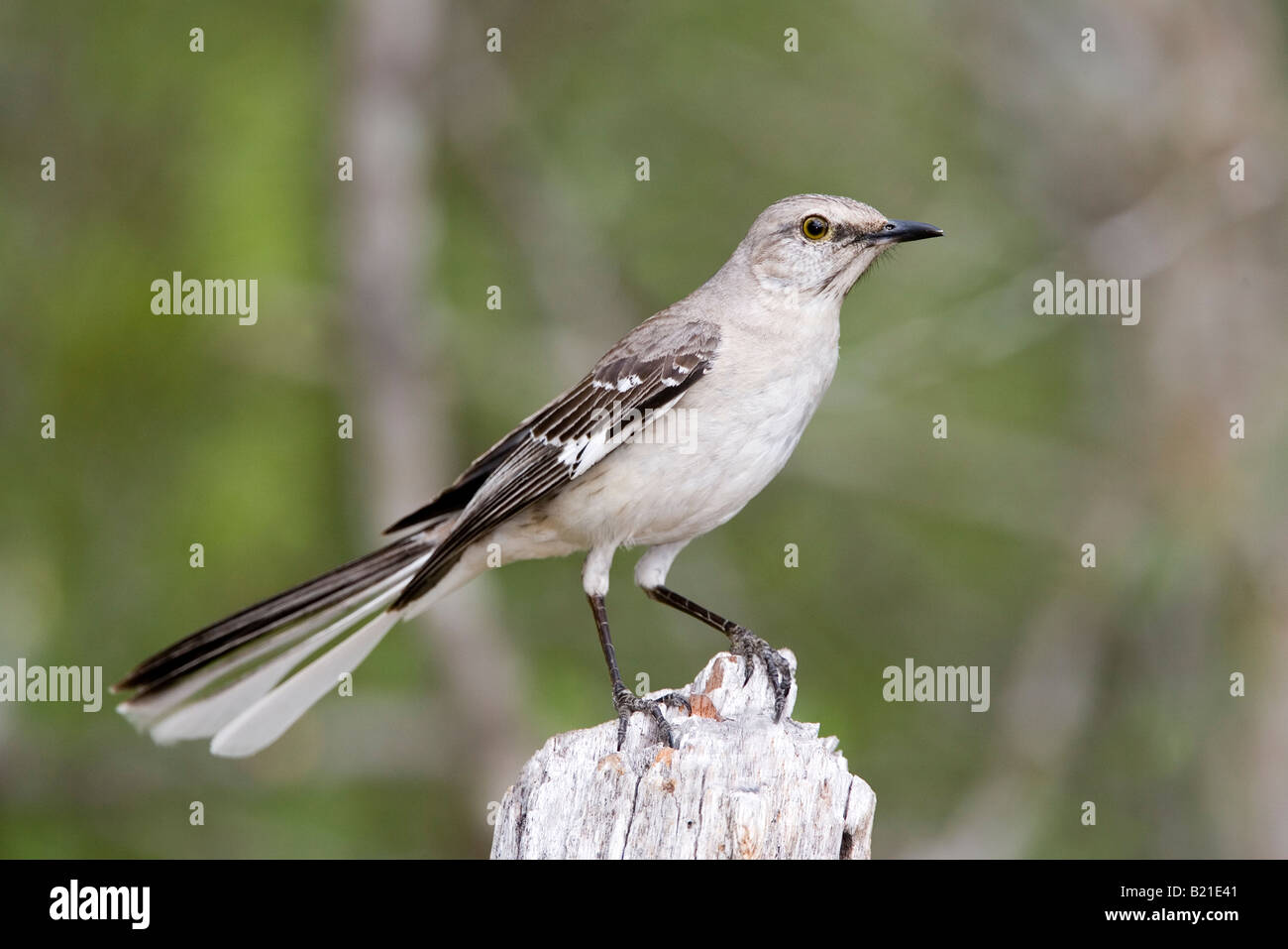 Northern Mockingbird Mimus polyglottos Stock Photo - Alamy