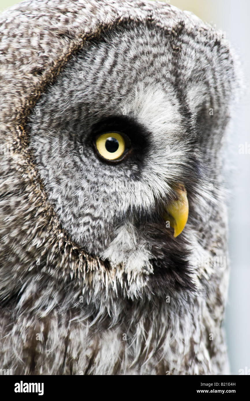 Great Grey Owl side view Stock Photo - Alamy
