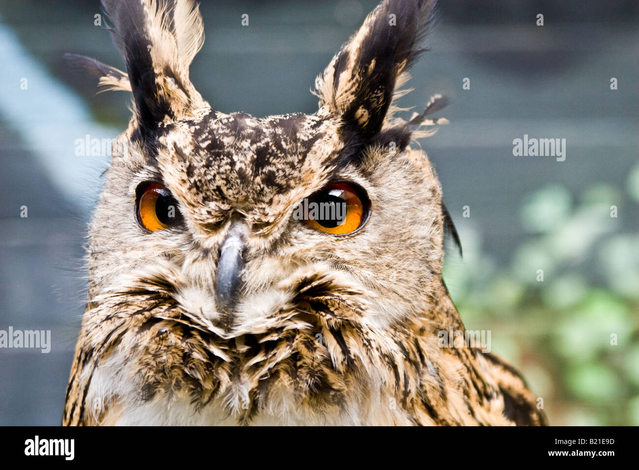 Owl front hi-res stock photography and images - Alamy