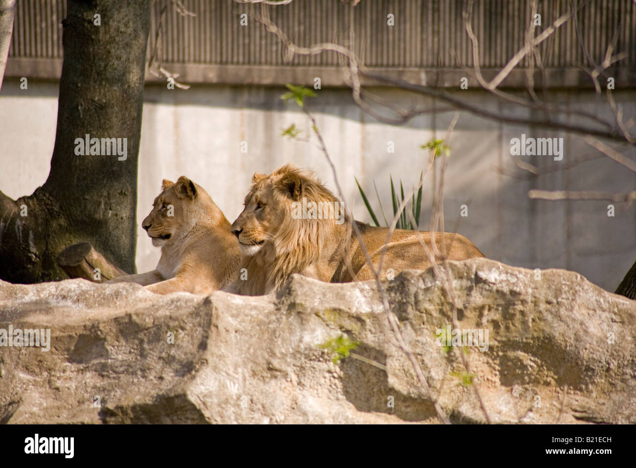 Lions St Louis Zoo Stock Photo - Alamy