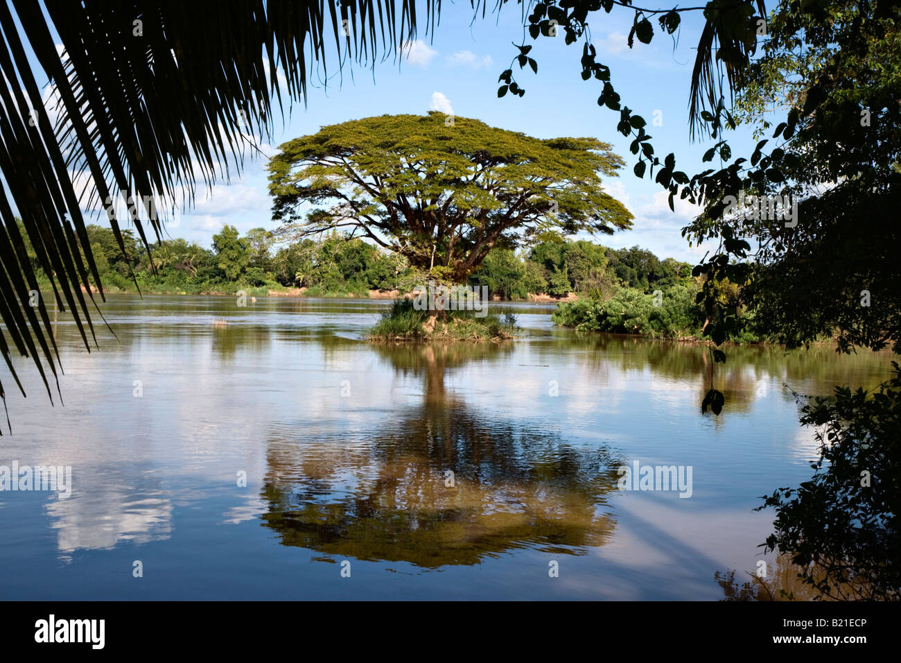 Reflections of a huge tree in the Mekong River, 4000 Islands, southern ...