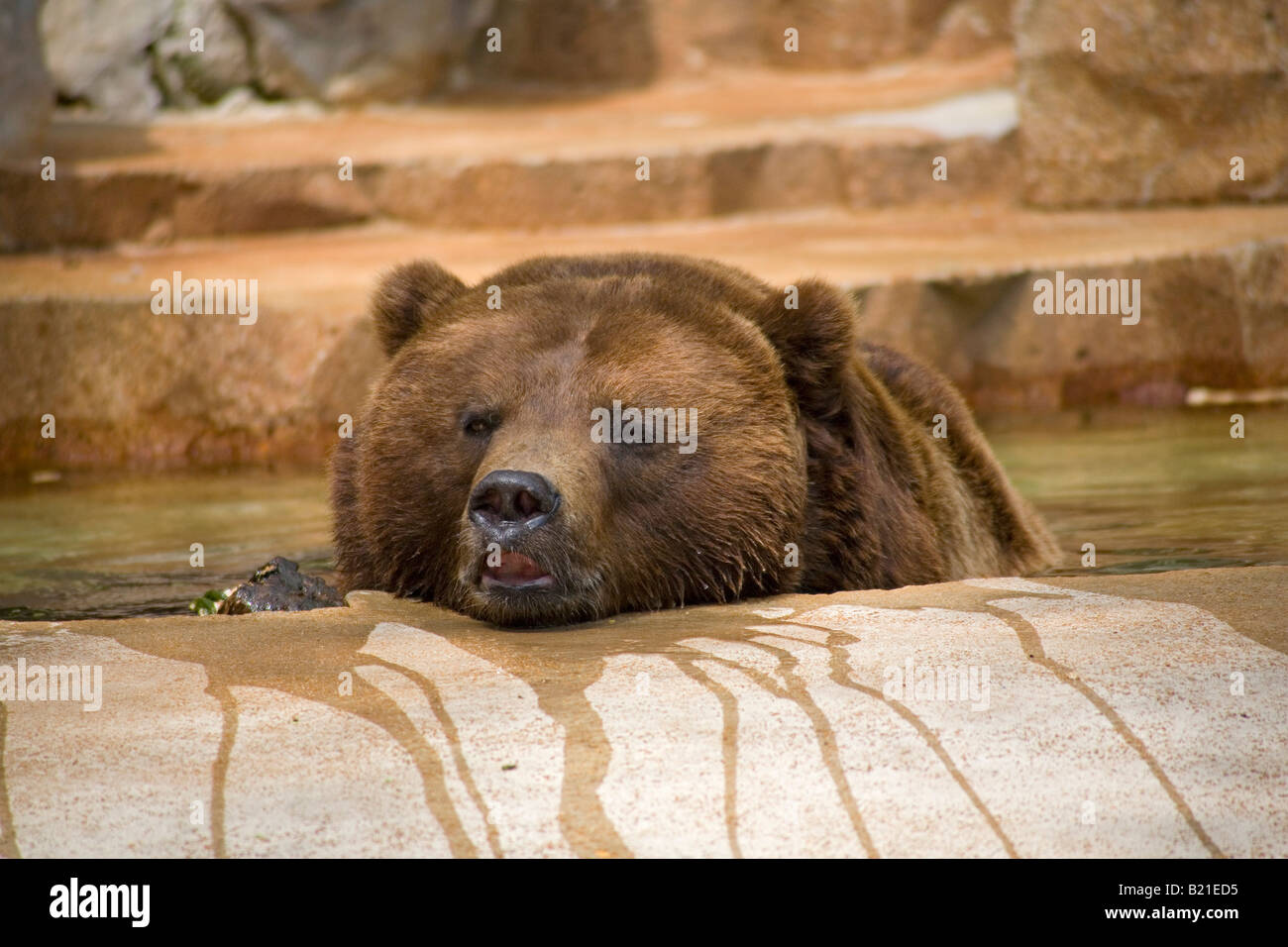 Grizzly Bear St Louis Zoo Stock Photo - Alamy