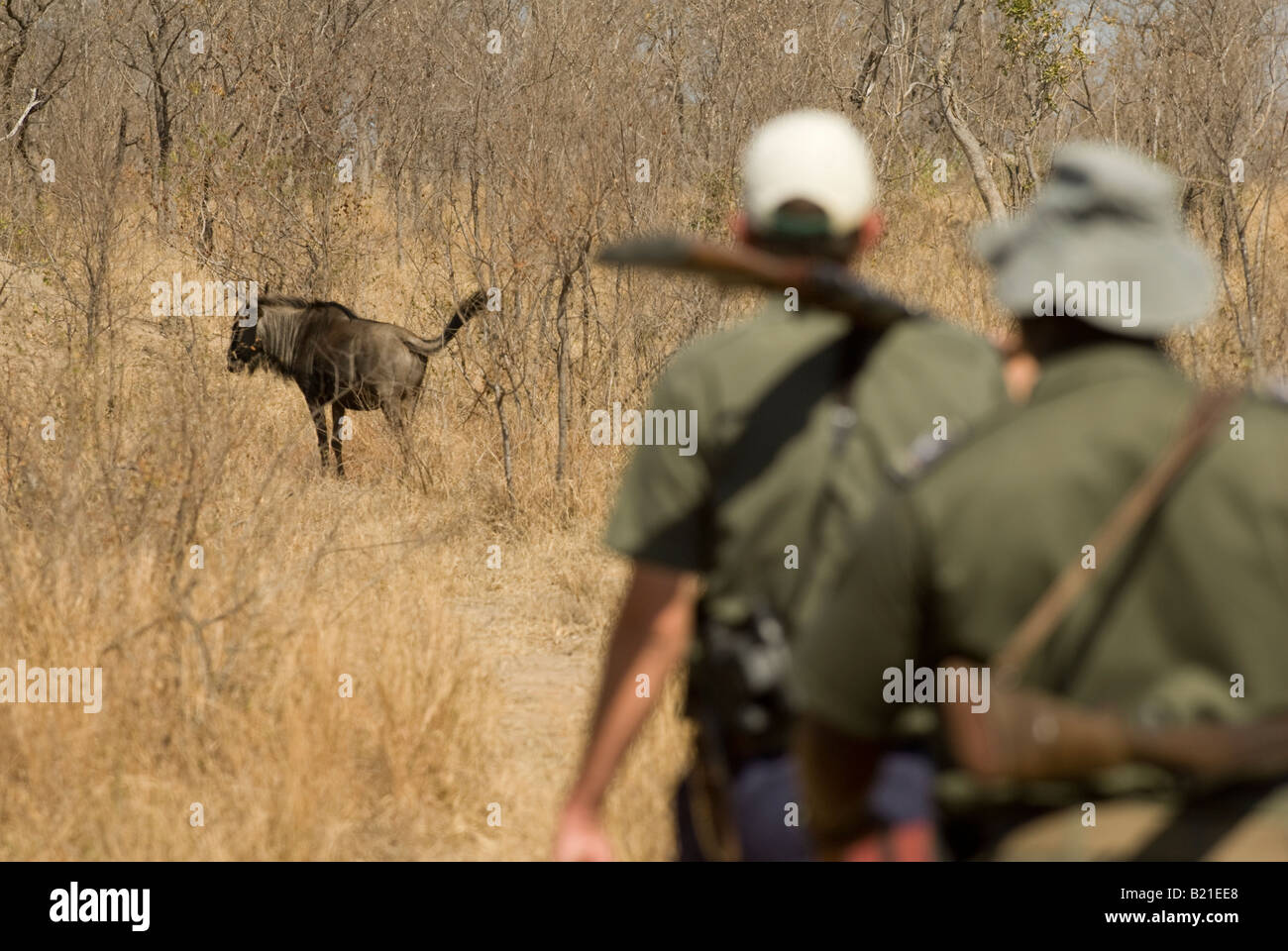 Rangers tracking animal Stock Photo - Alamy