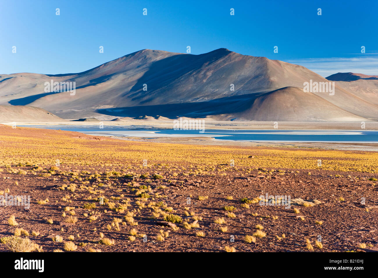 South America Chile Norte Grande Antofagasta Region Atacama desert Los ...