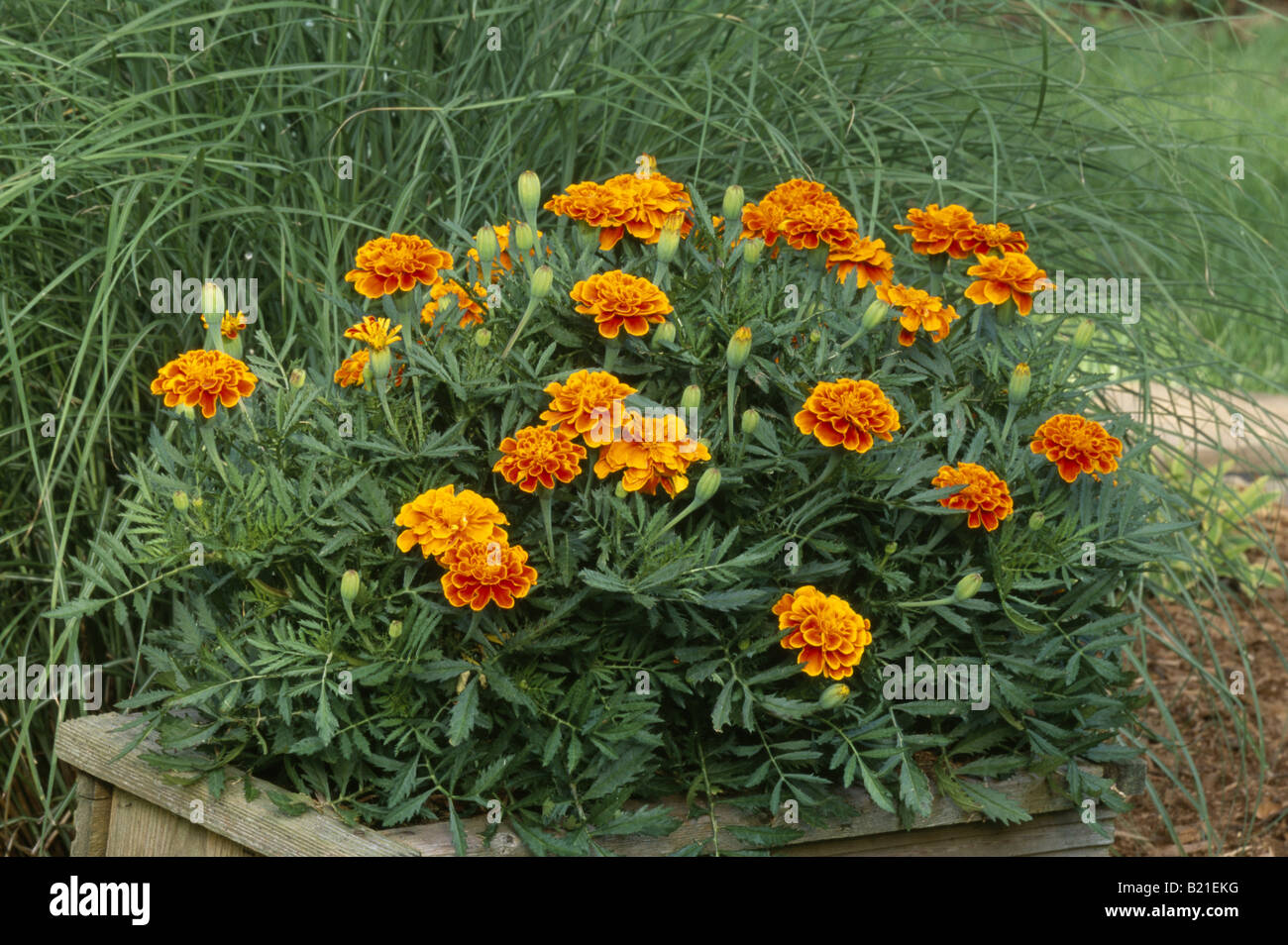 FRENCH MARIGOLD QUEEN SOPHIA TAGETES SP IN A CONTAINER NEW JERSEY Stock ...