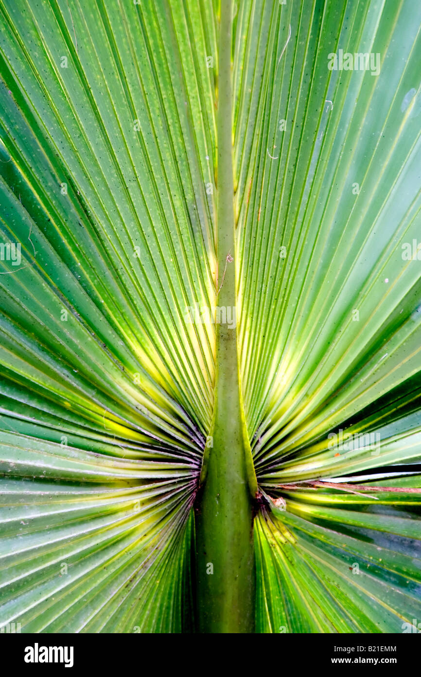 Palm tree leaf Coba Mayan Ruins Mexico Stock Photo - Alamy