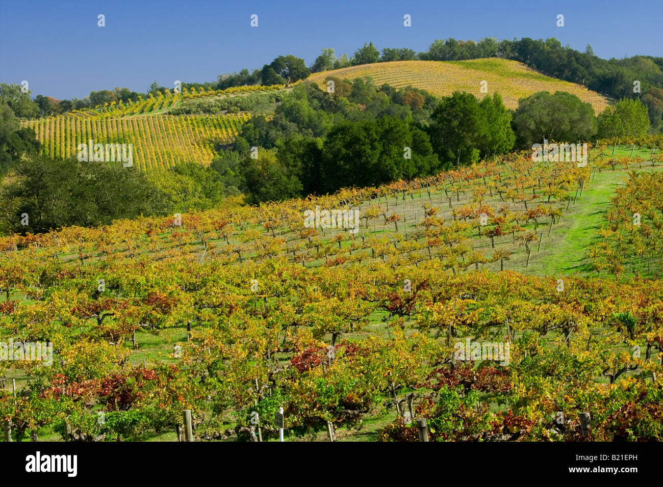 Napa valley vineyards grapes america hi-res stock photography and ...