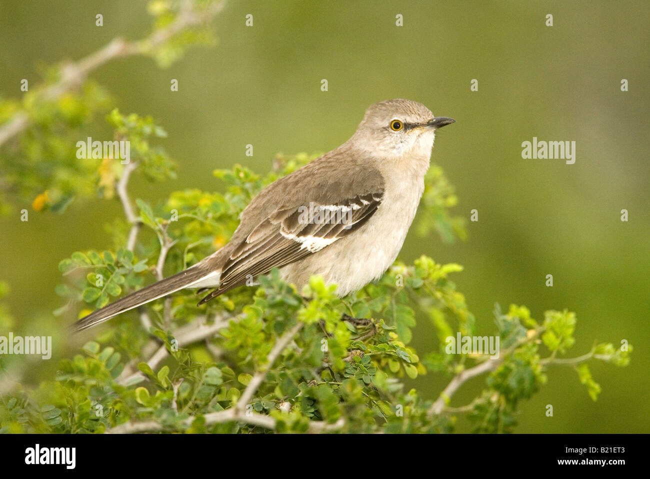 Northern Mockingbird Mimus polyglottos Stock Photo - Alamy