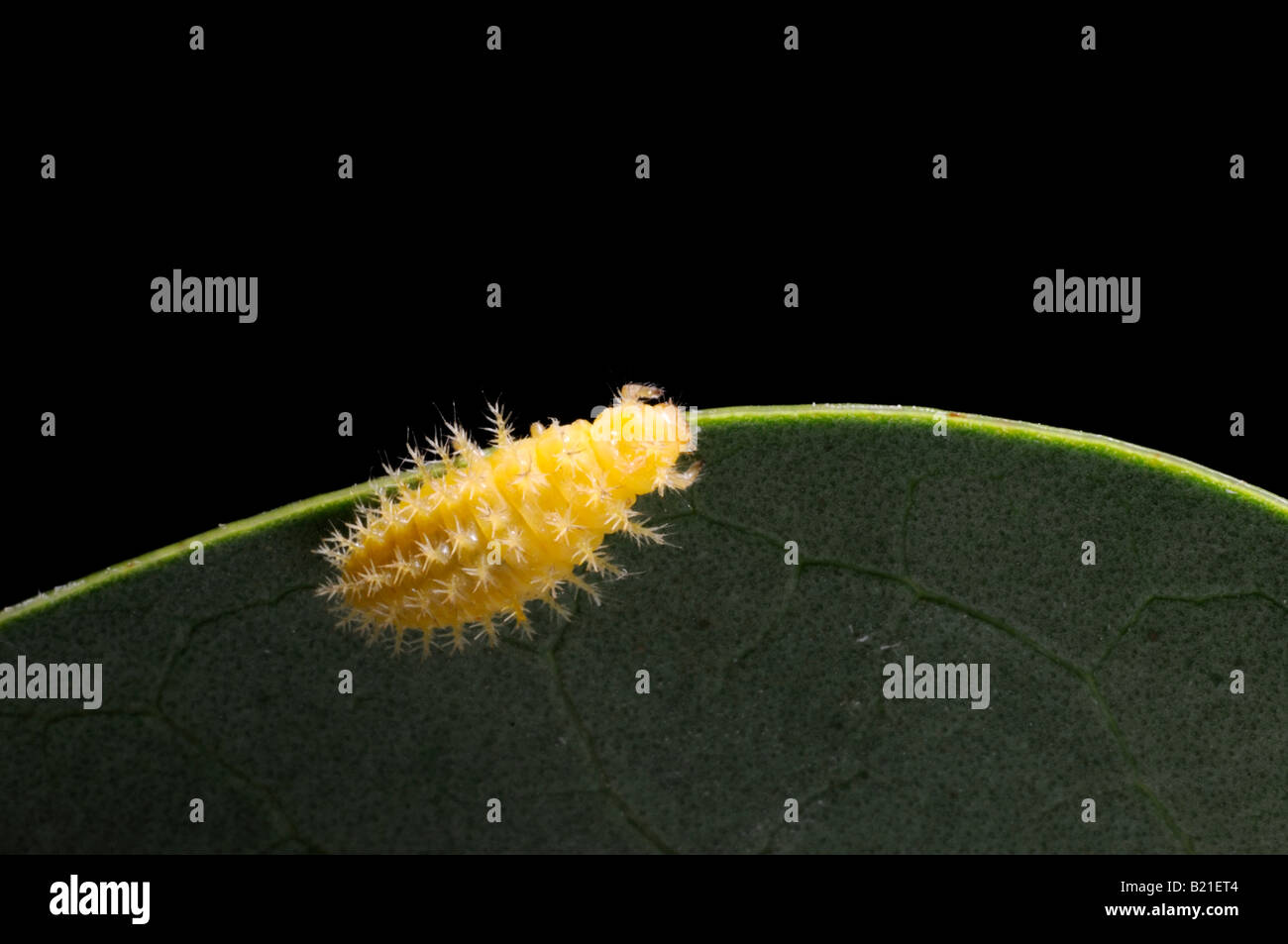 A picture of a caterpillar walking Stock Photo - Alamy