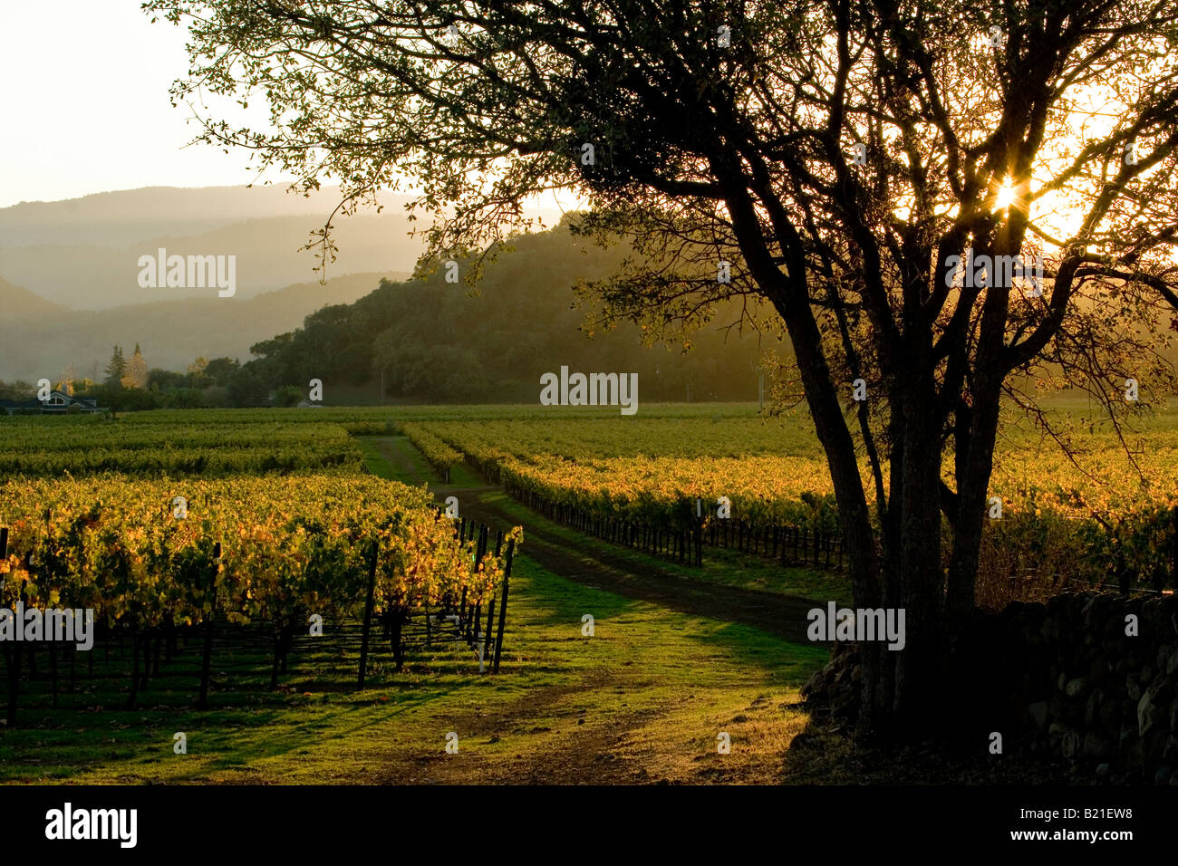 Napa valley vineyards oak tree hi-res stock photography and images - Alamy