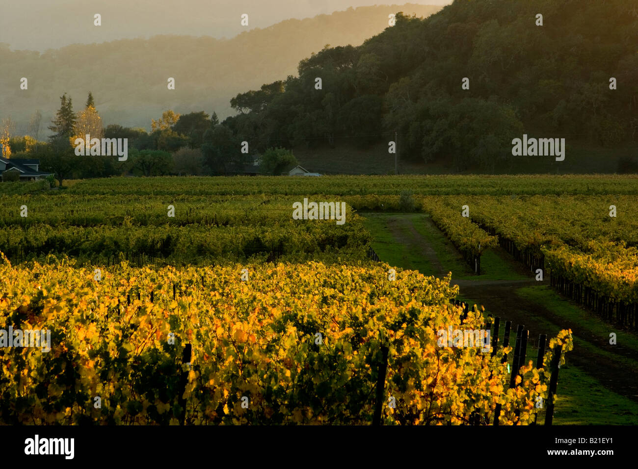 Napa valley california USA North America Stock Photo - Alamy