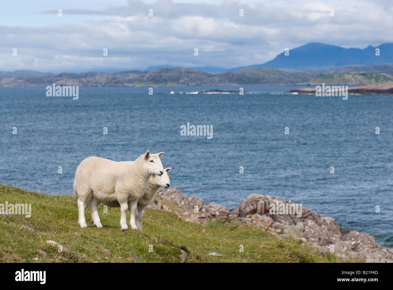 Sheep in the Scottish Highlands Stock Photo - Alamy
