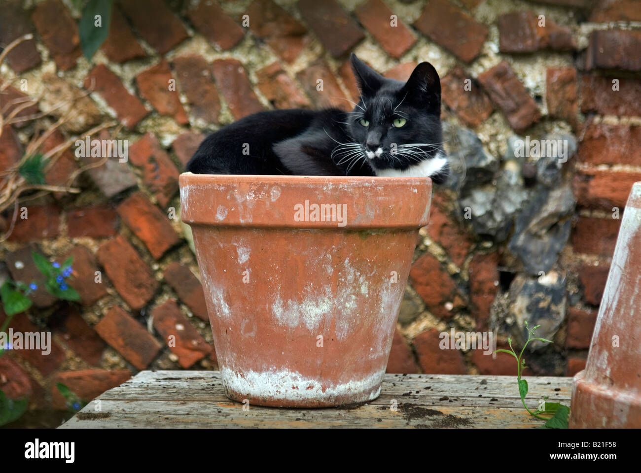 Cat with pot hi-res stock photography and images - Alamy
