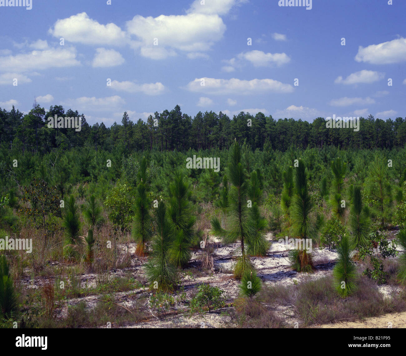 Long leaf pine pinus palustris hi-res stock photography and images - Alamy