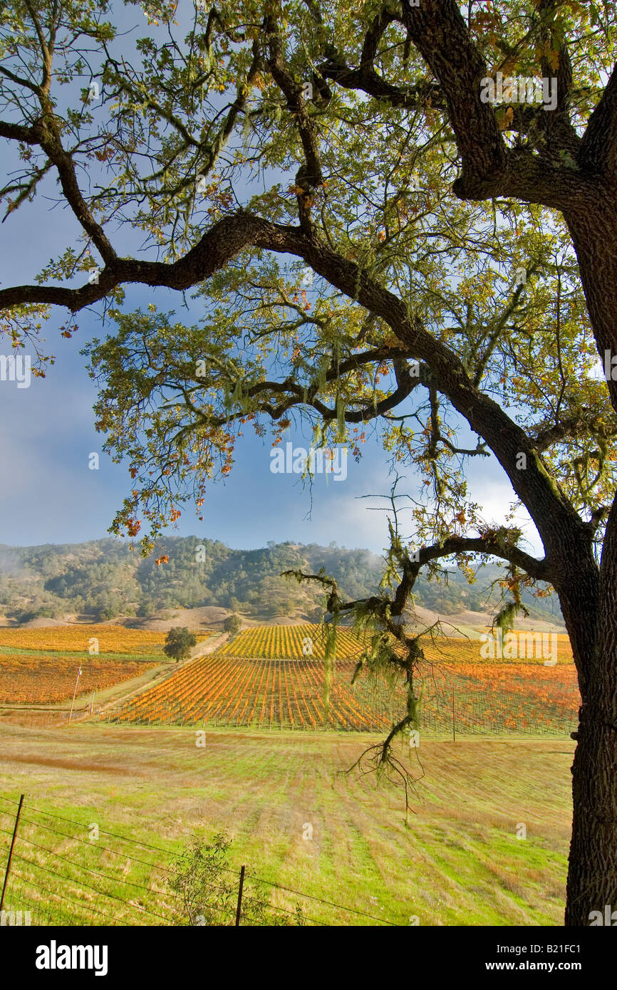 Napa valley vineyards oak tree hi-res stock photography and images - Alamy