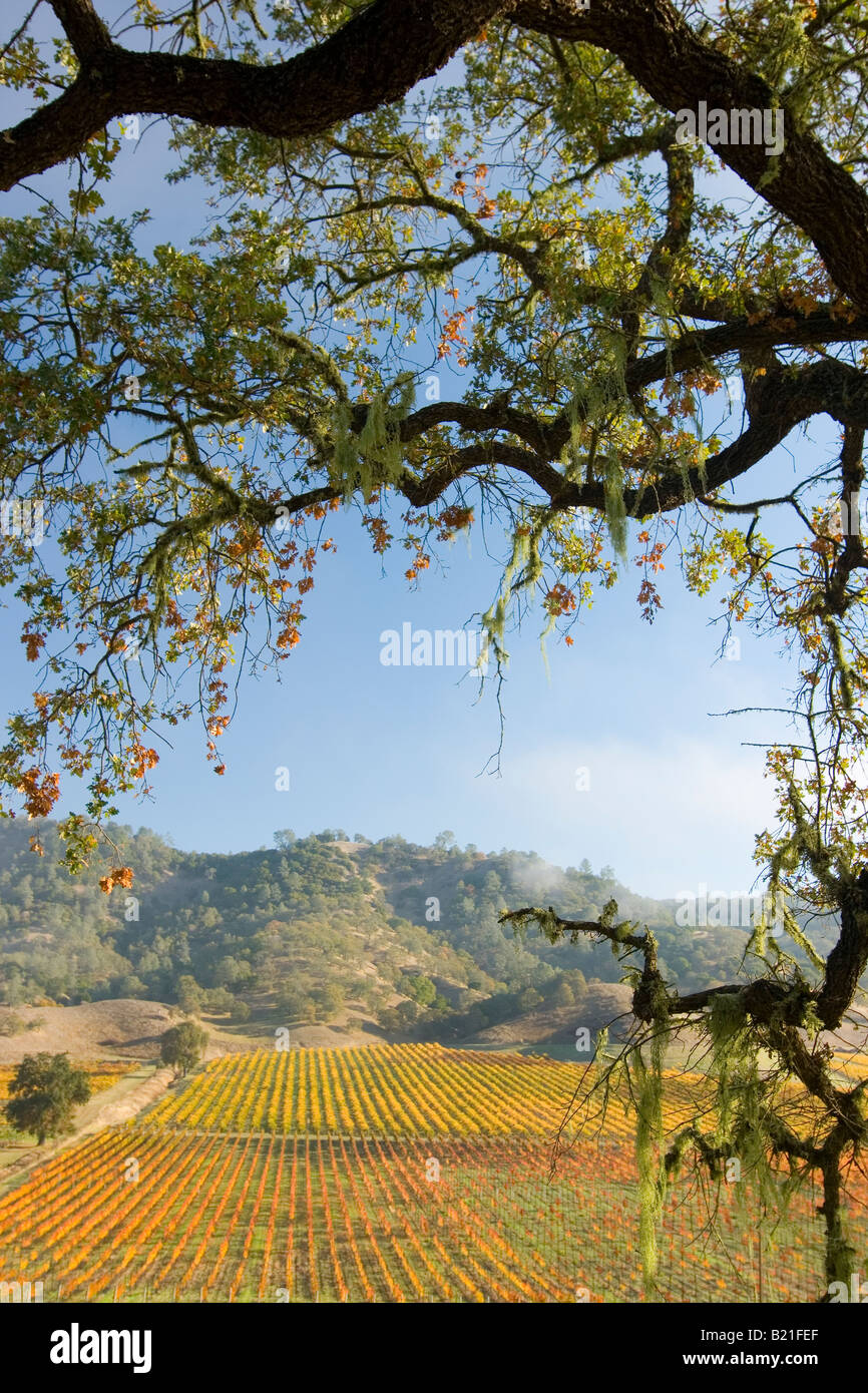 Napa valley vineyards oak tree hi-res stock photography and images - Alamy