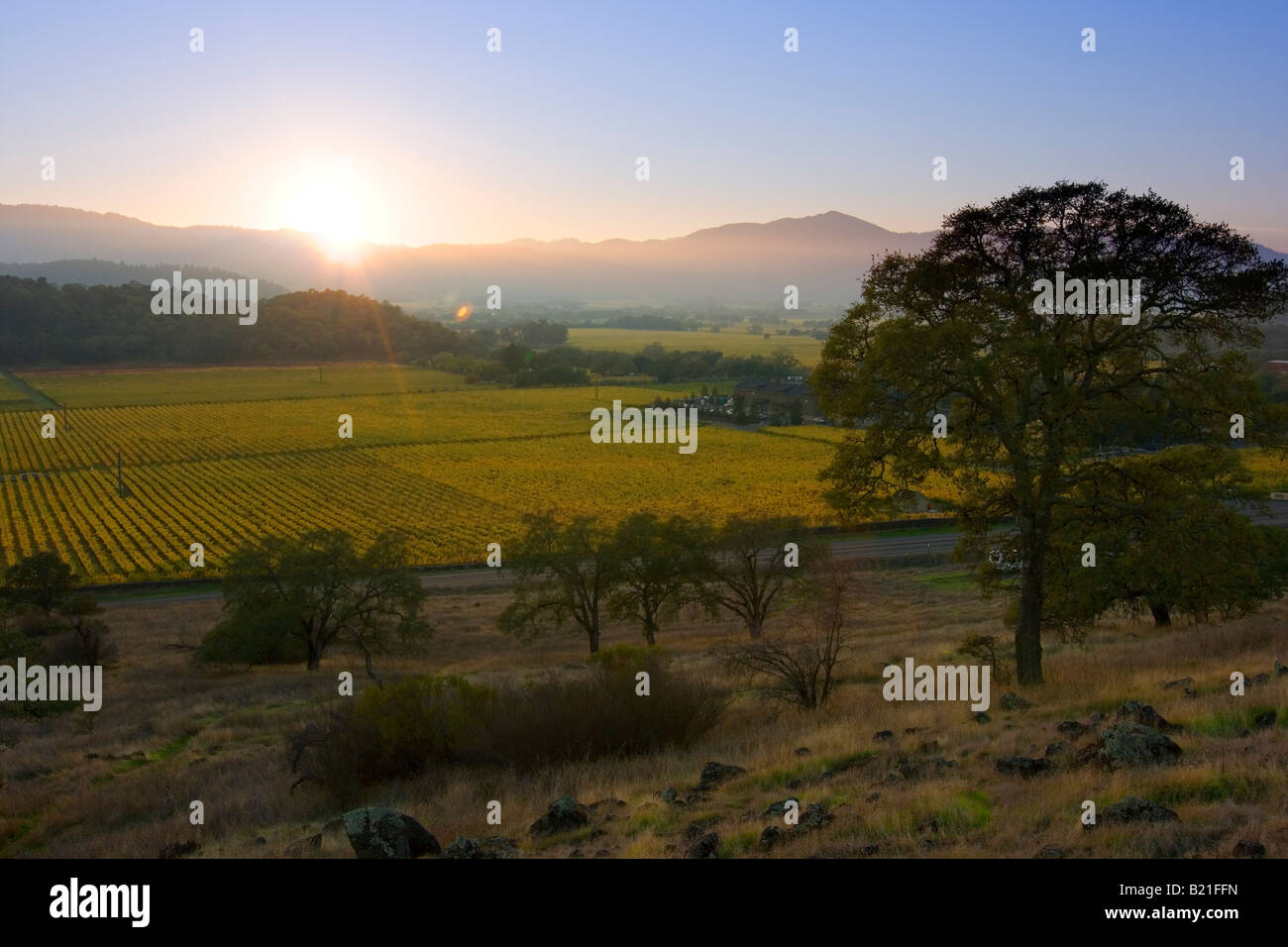Napa valley vineyards oak tree hi-res stock photography and images - Alamy