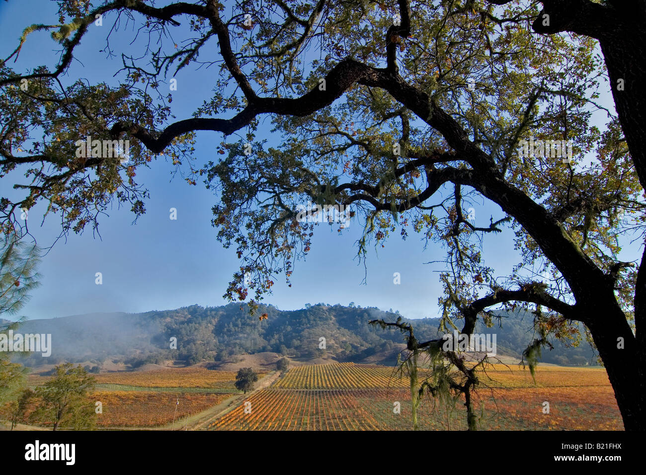 Napa valley vineyards oak tree hi-res stock photography and images - Alamy