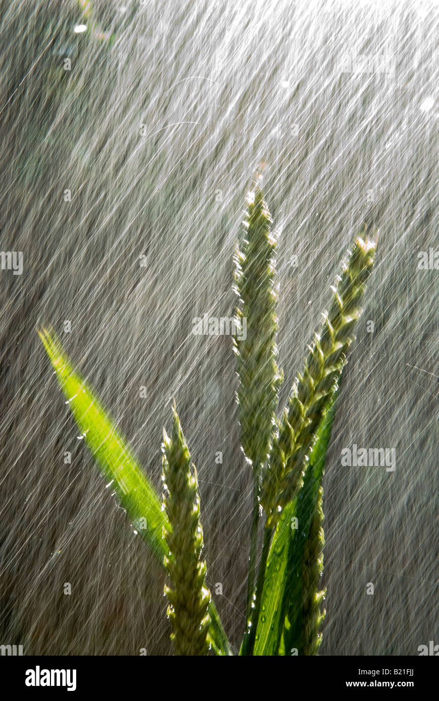 Wheat Ears of unripe wheat in a shower of rain Suffolk Britain UK 2008 ...