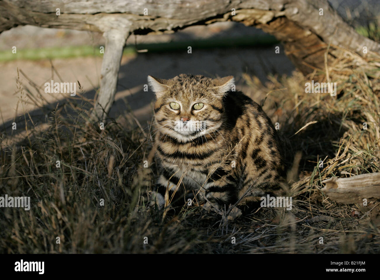 Black footed cat hi-res stock photography and images - Alamy