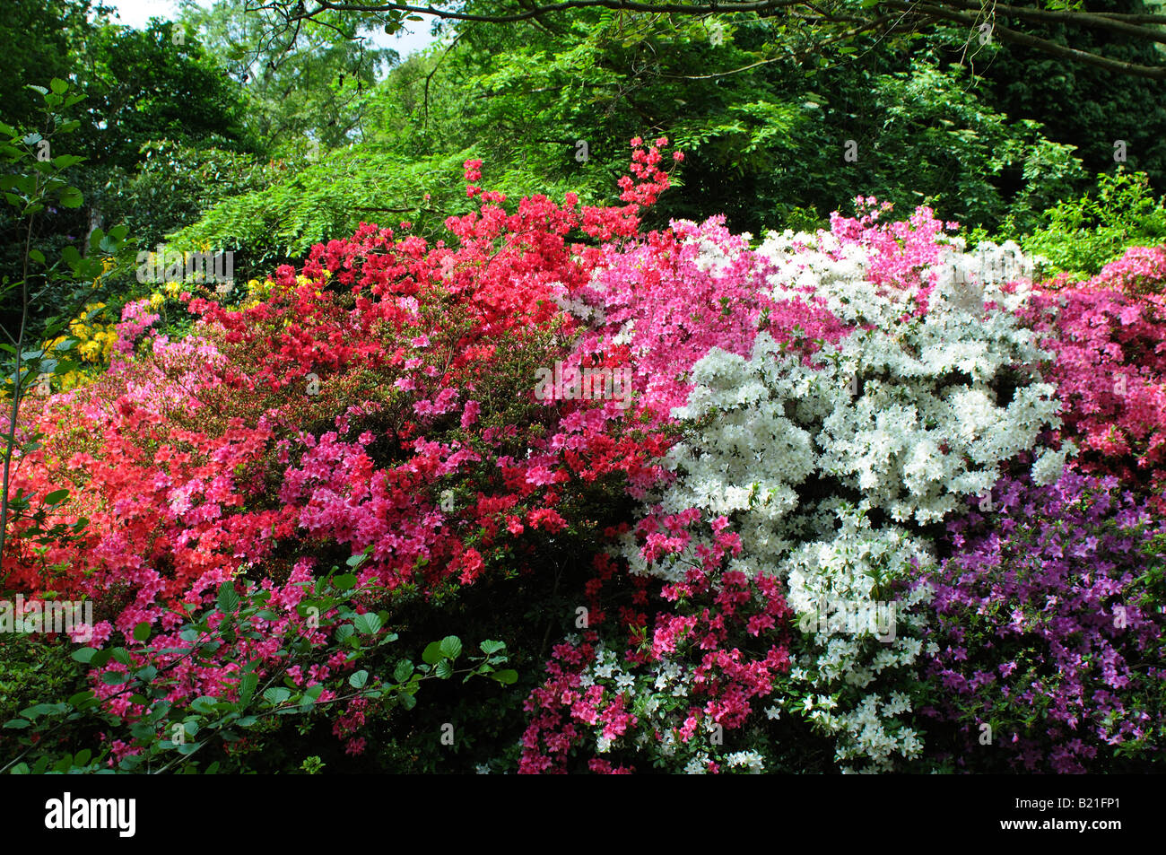 Azalea Isabella Plantation Richmond Park Surrey England Stock Photo - Alamy