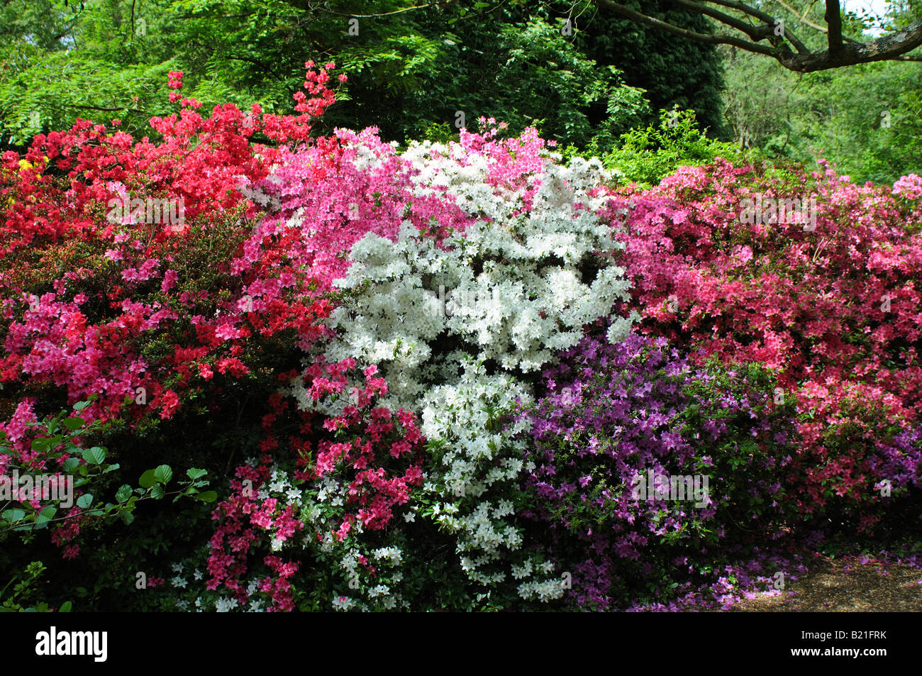 Azalea Isabella Plantation Richmond Park Surrey England Stock Photo - Alamy