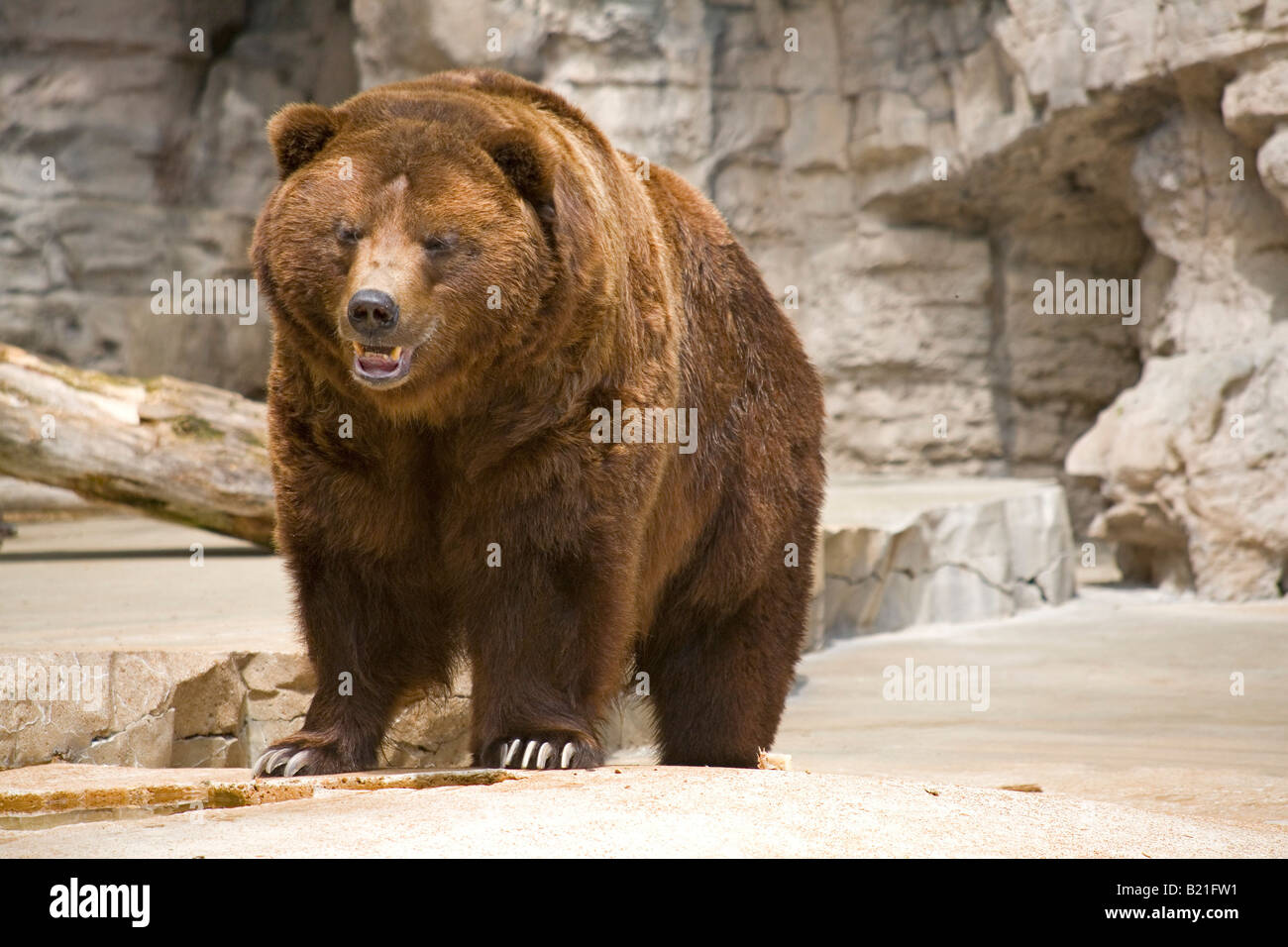 Grizzly Bear St Louis Zoo Stock Photo - Alamy