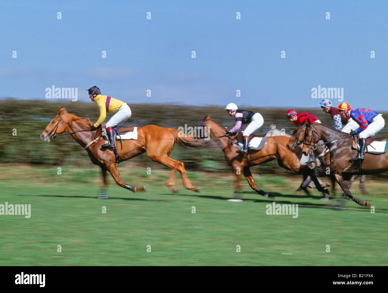 HORSES COMPETING IN A POINT TO POINT RACE IN UK Stock Photo - Alamy