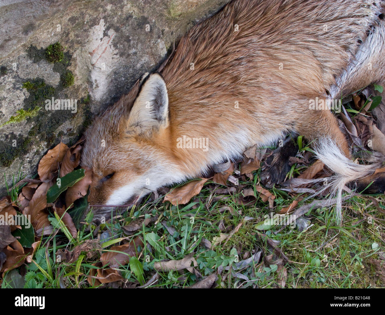 Garden fox asleep hi-res stock photography and images - Alamy