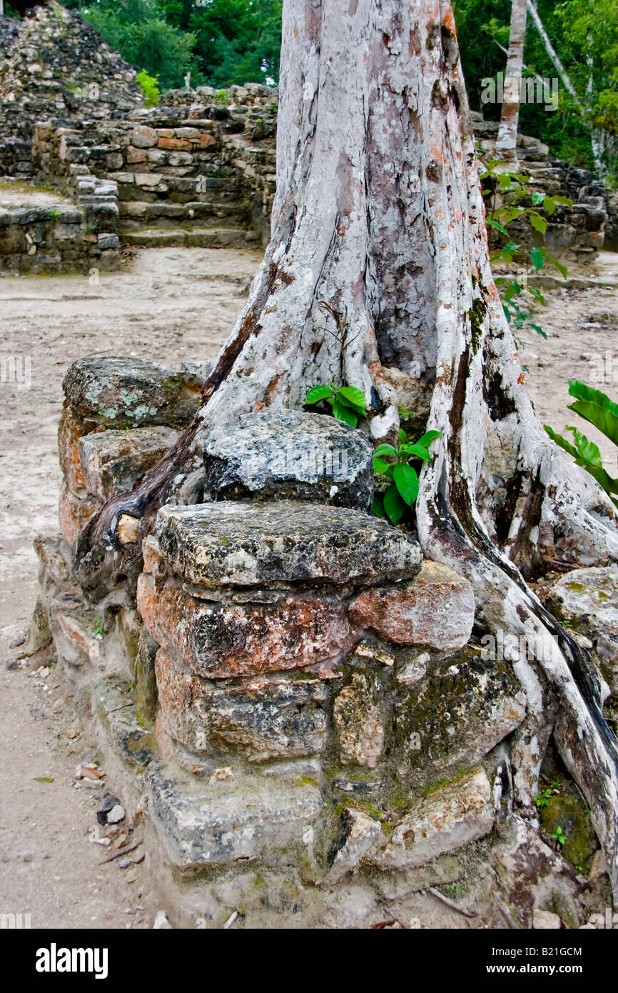 Coba Mayan Ruins Mexico Stock Photo - Alamy