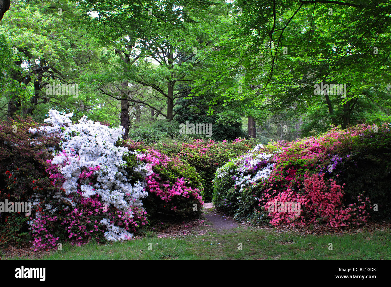 Azalea Isabella Plantation Richmond Park Surrey England Stock Photo - Alamy