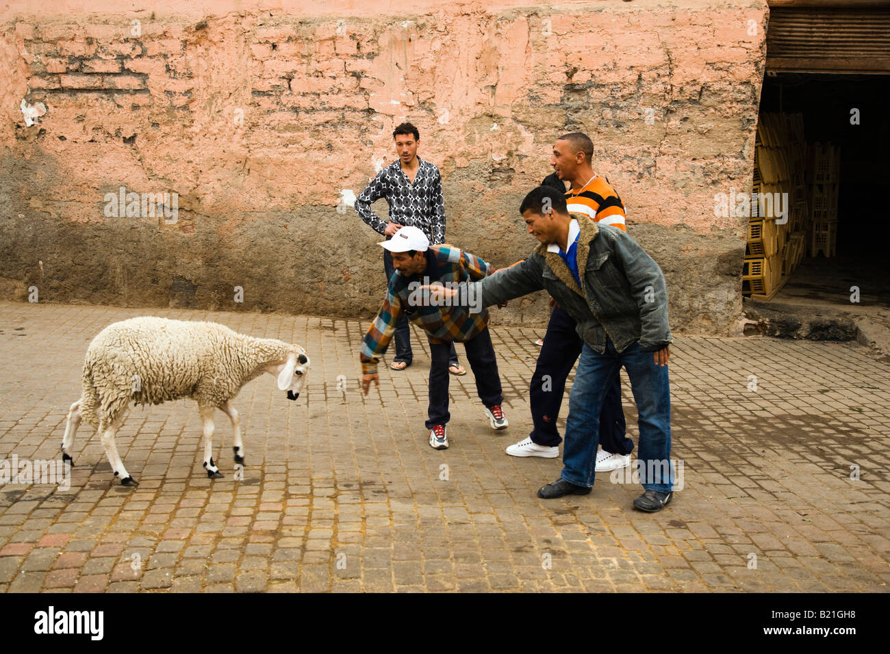 Arabic sheep hi-res stock photography and images - Alamy