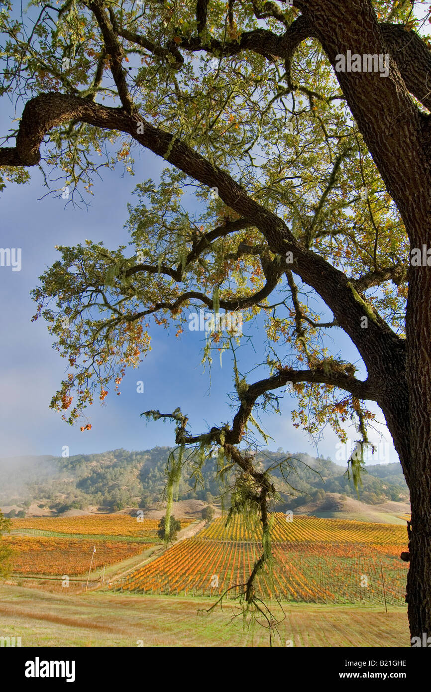 Napa valley vineyards oak tree hi-res stock photography and images - Alamy