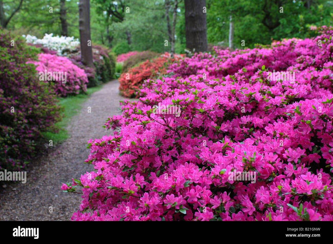 Azalea Isabella Plantation Richmond Park Surrey England Stock Photo - Alamy