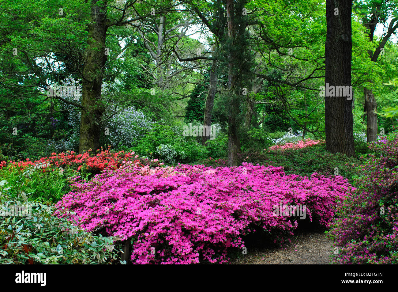 Azalea Isabella Plantation Richmond Park Surrey England Stock Photo - Alamy
